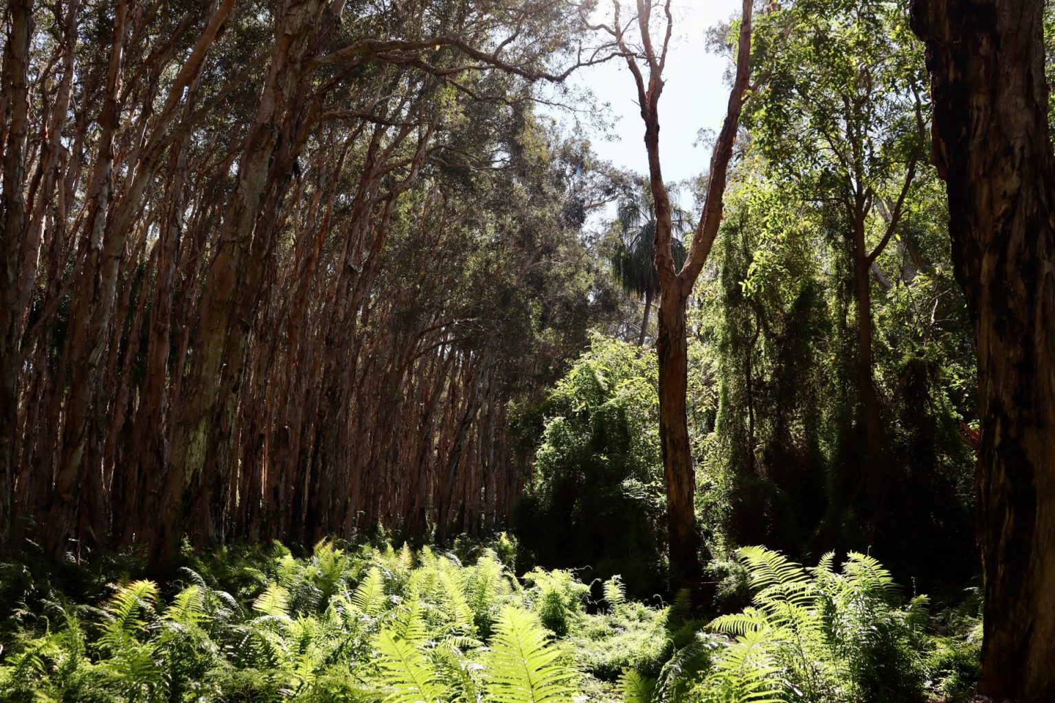 Paperbark Forest Boardwalk – Agnes Water, Queensland - Ultimate Aussie ...