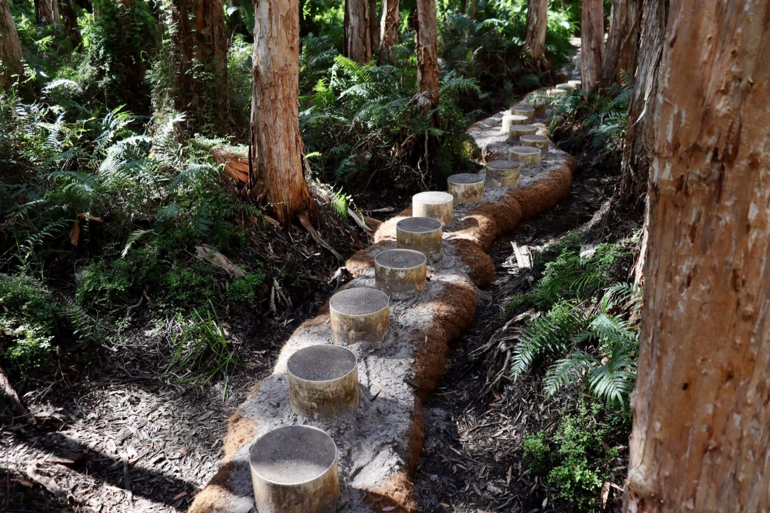 Paperbark Forest Boardwalk – Agnes Water, Queensland - Ultimate Aussie ...
