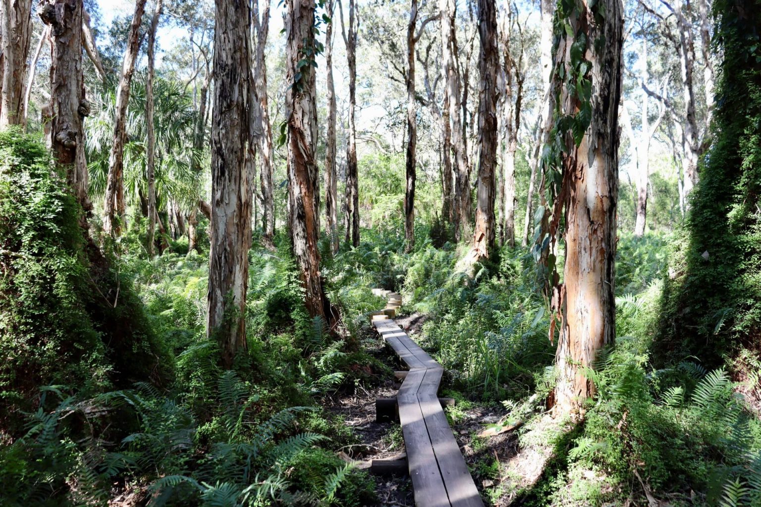 Paperbark Forest Boardwalk – Agnes Water, Queensland - Ultimate Aussie ...